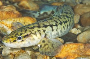 Les Poissons – AAPPMA Annecy Lac Pêche