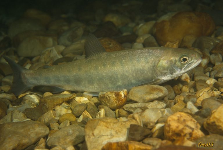 Les Poissons – AAPPMA Annecy Lac Pêche
